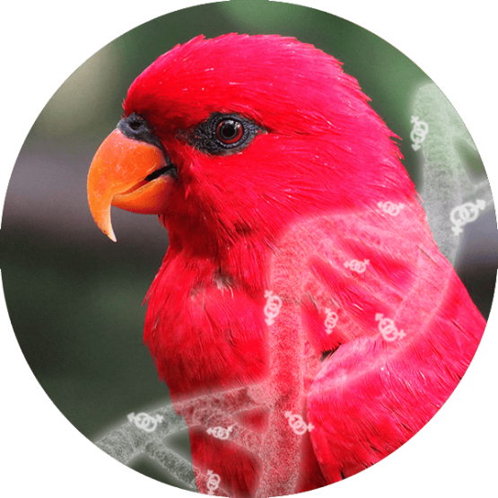 DNA bird sexing with feathers sample – iQBirdTesting