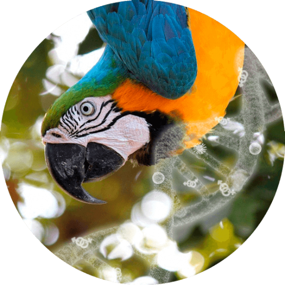 Place online order – iQBirdTesting