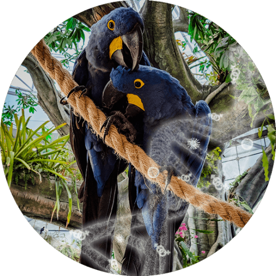 Place online order – iQBirdTesting