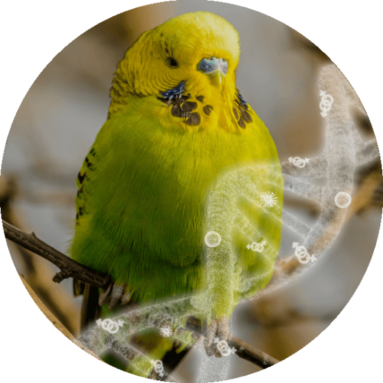 Sexing + PBFD – iQBirdTesting